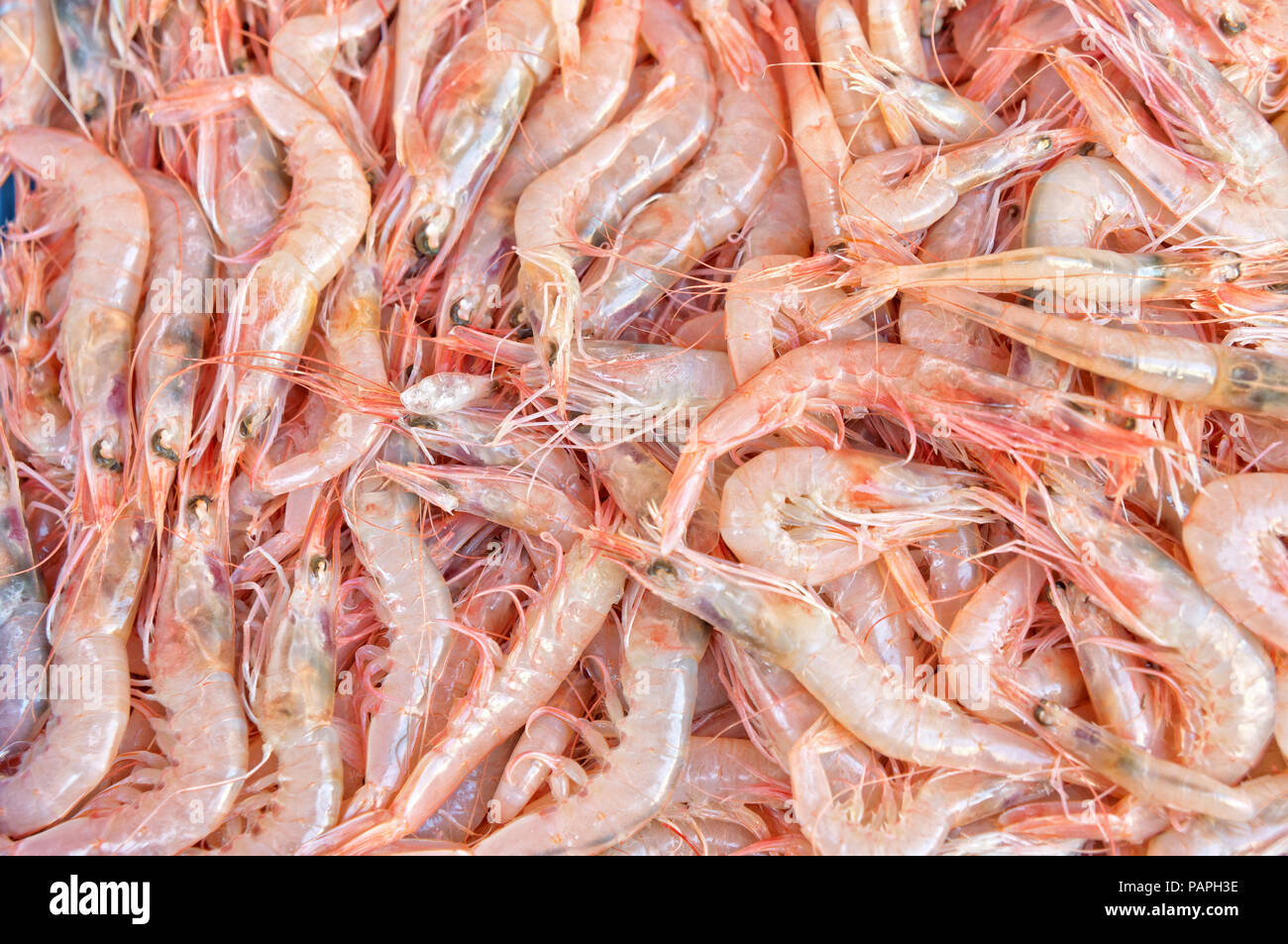 Shrimp fisher hi-res stock photography and images - Alamy