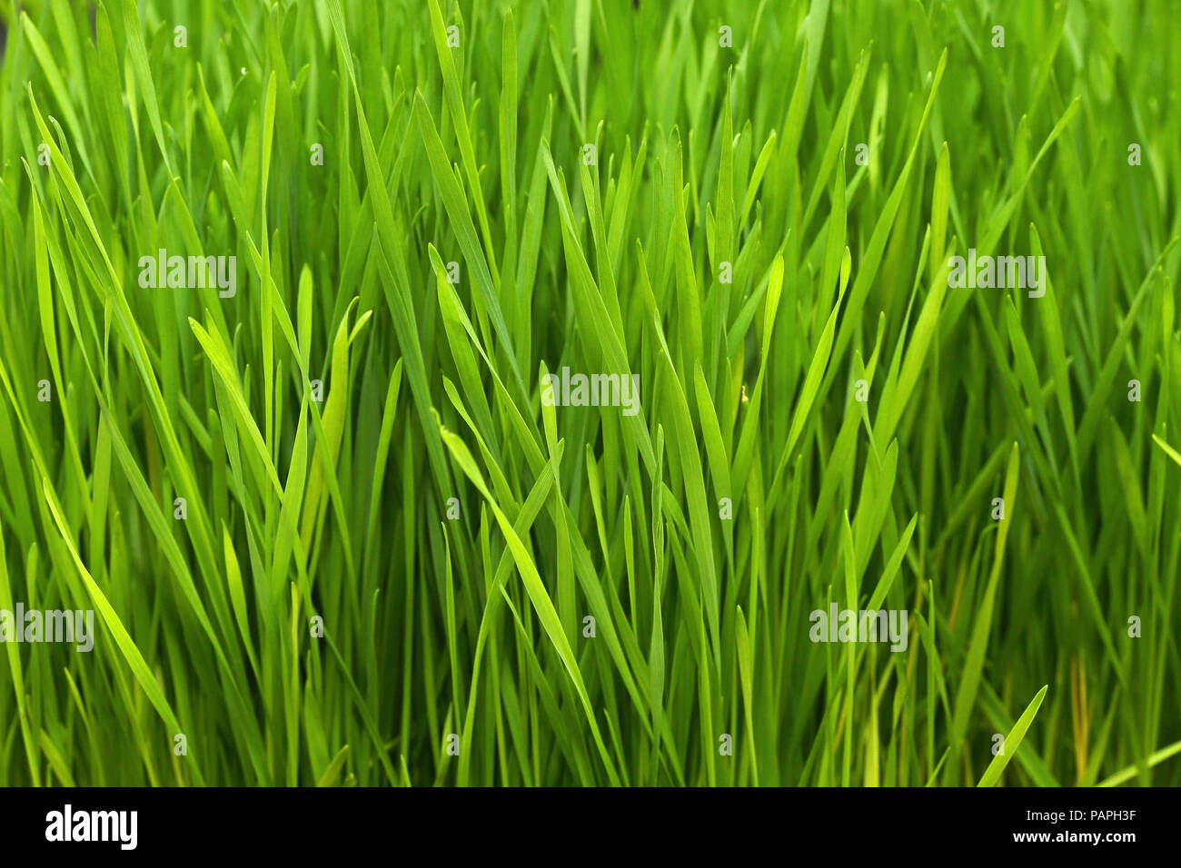 Close Up Of Wheatgrass Stock Photos & Close Up Of Wheatgrass Stock ...