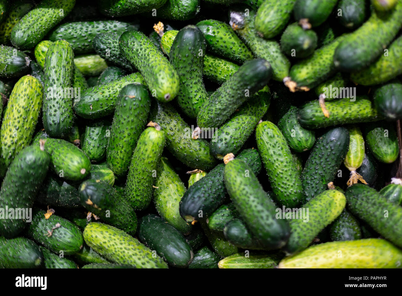 Cucumbers background texture Stock Photo - Alamy