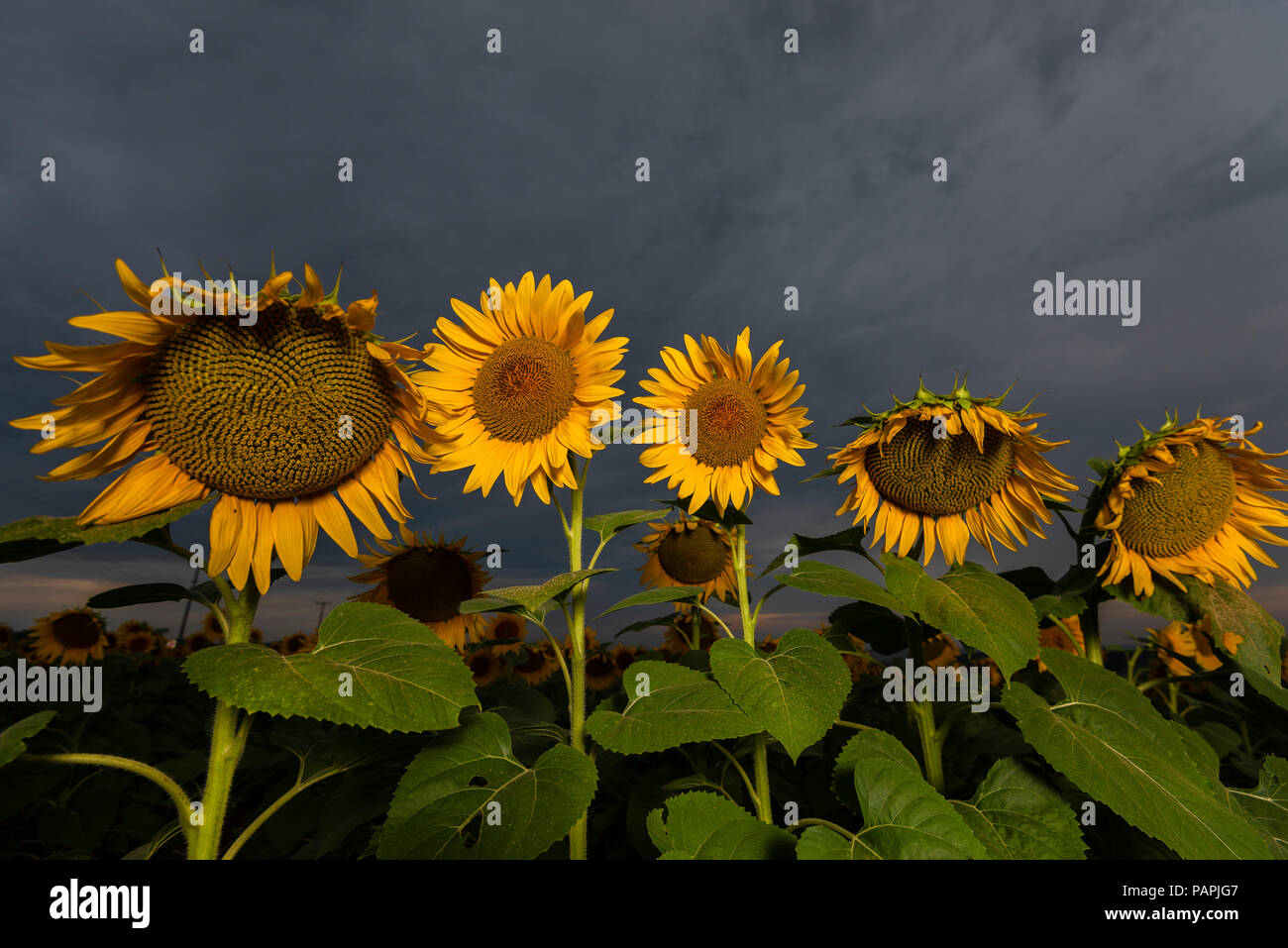 Sunflower, close-up, Sunflower fields Stock Photo - Alamy