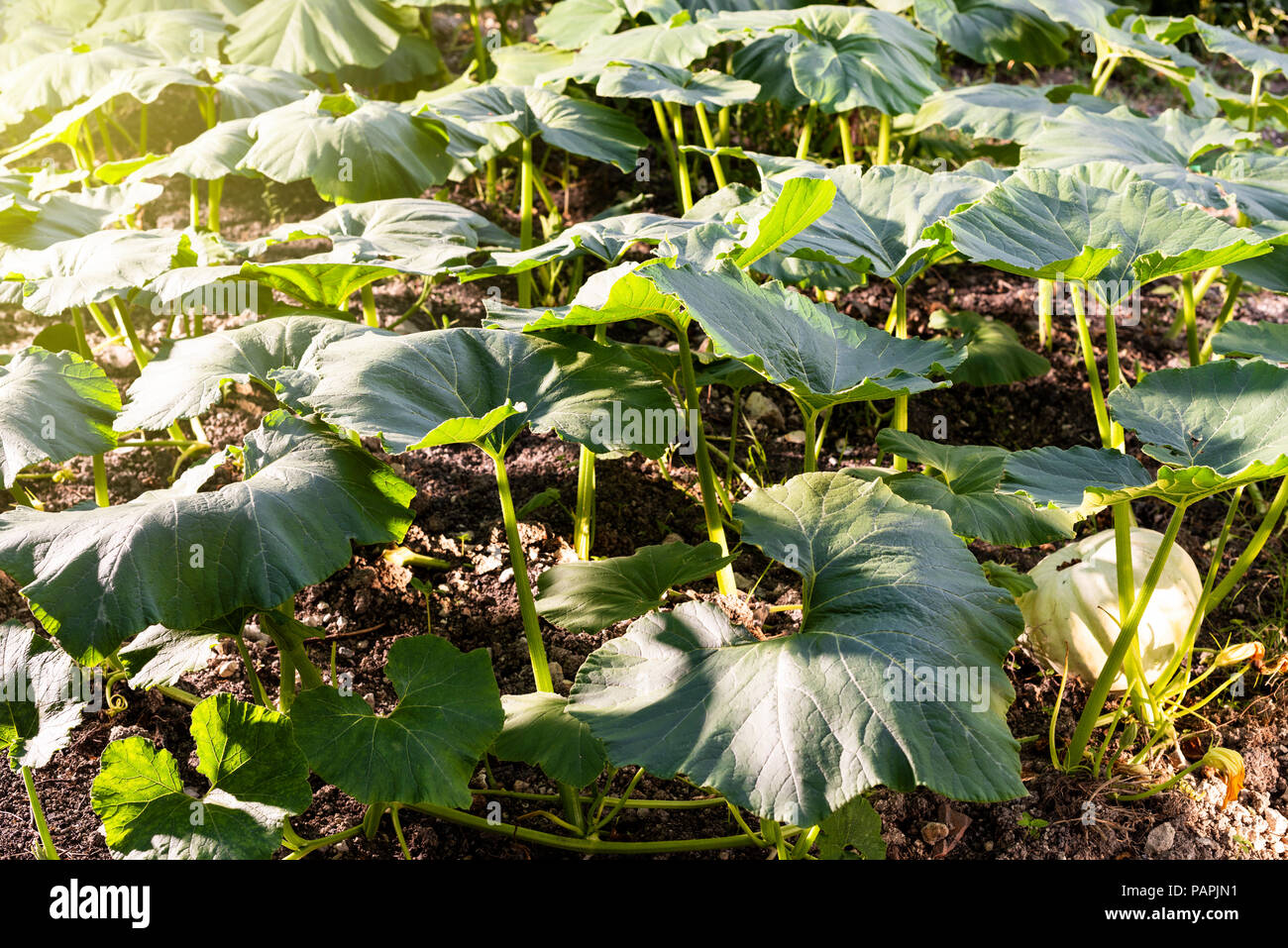 (field) (pumpkin) (plant) (summer) hi-res stock photography and images ...