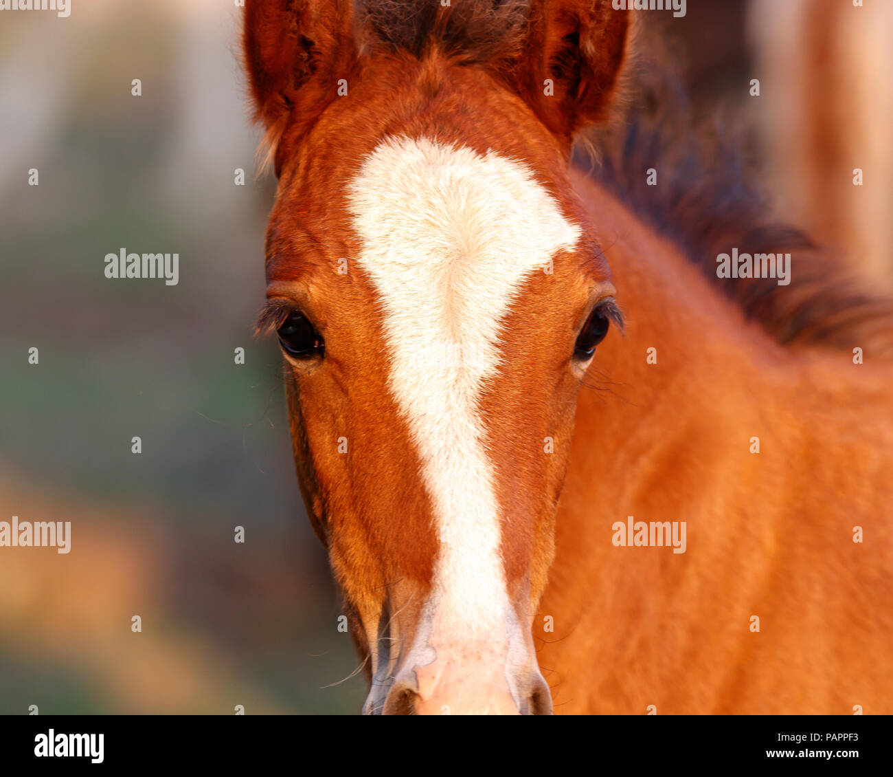 Irregular White Blaze High Resolution Stock Photography and Images - Alamy