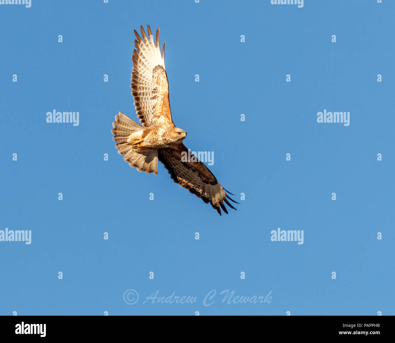 Buzzard soaring in clear blue sky Stock Photo - Alamy