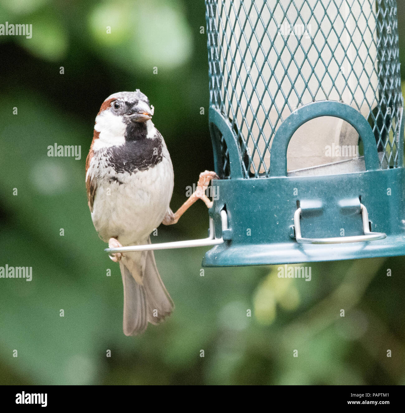 Male Eurasian tree sparrow (Passer montanus Stock Photo - Alamy
