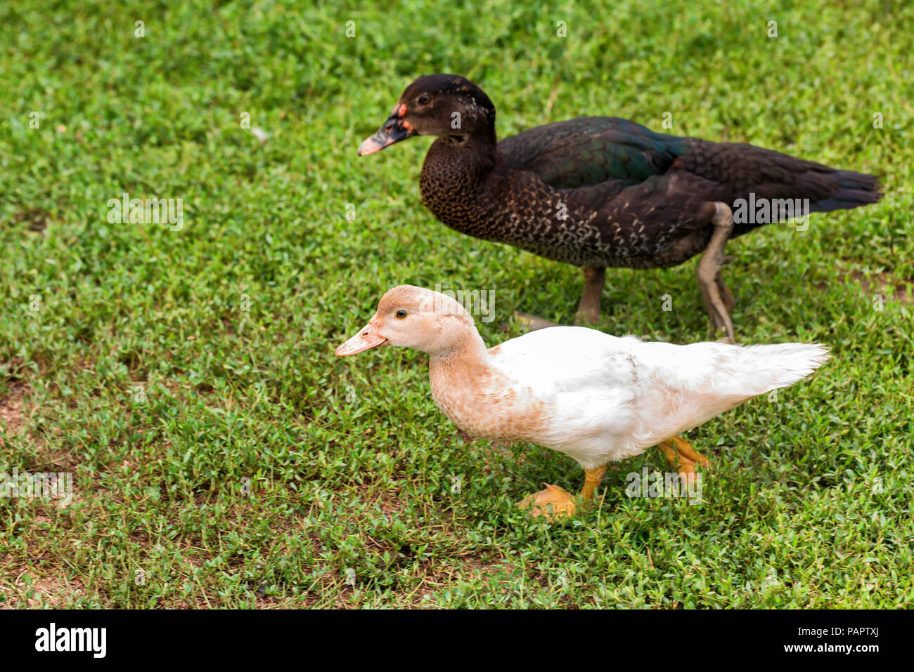 Squeaking Duck High Resolution Stock Photography and Images - Alamy