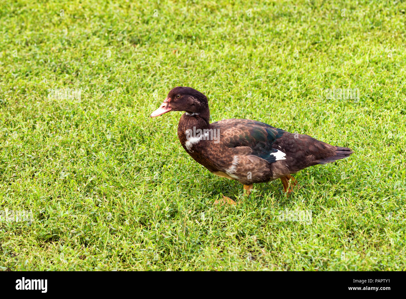 Black duck and brood hi-res stock photography and images - Alamy