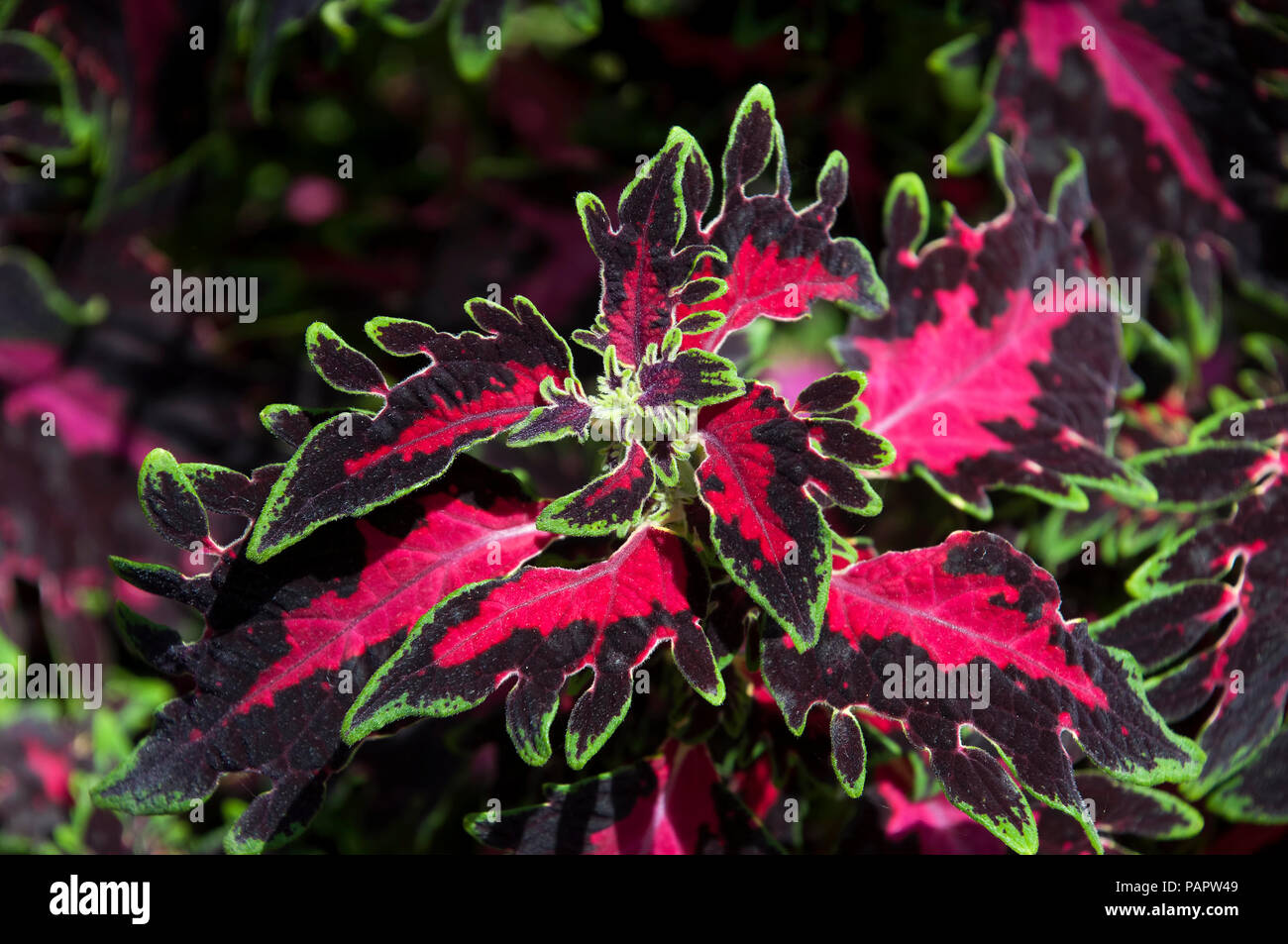 Coleus hybrid hi-res stock photography and images - Alamy