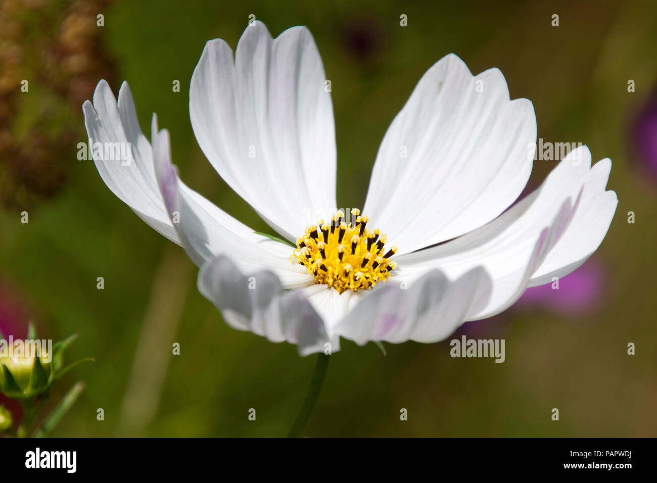 Sydney Australia, white wildflower in meadow Stock Photo - Alamy