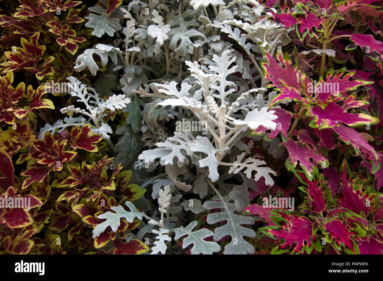 Sydney Australia, colorful leaves of coleus and dusty miller plants on ...