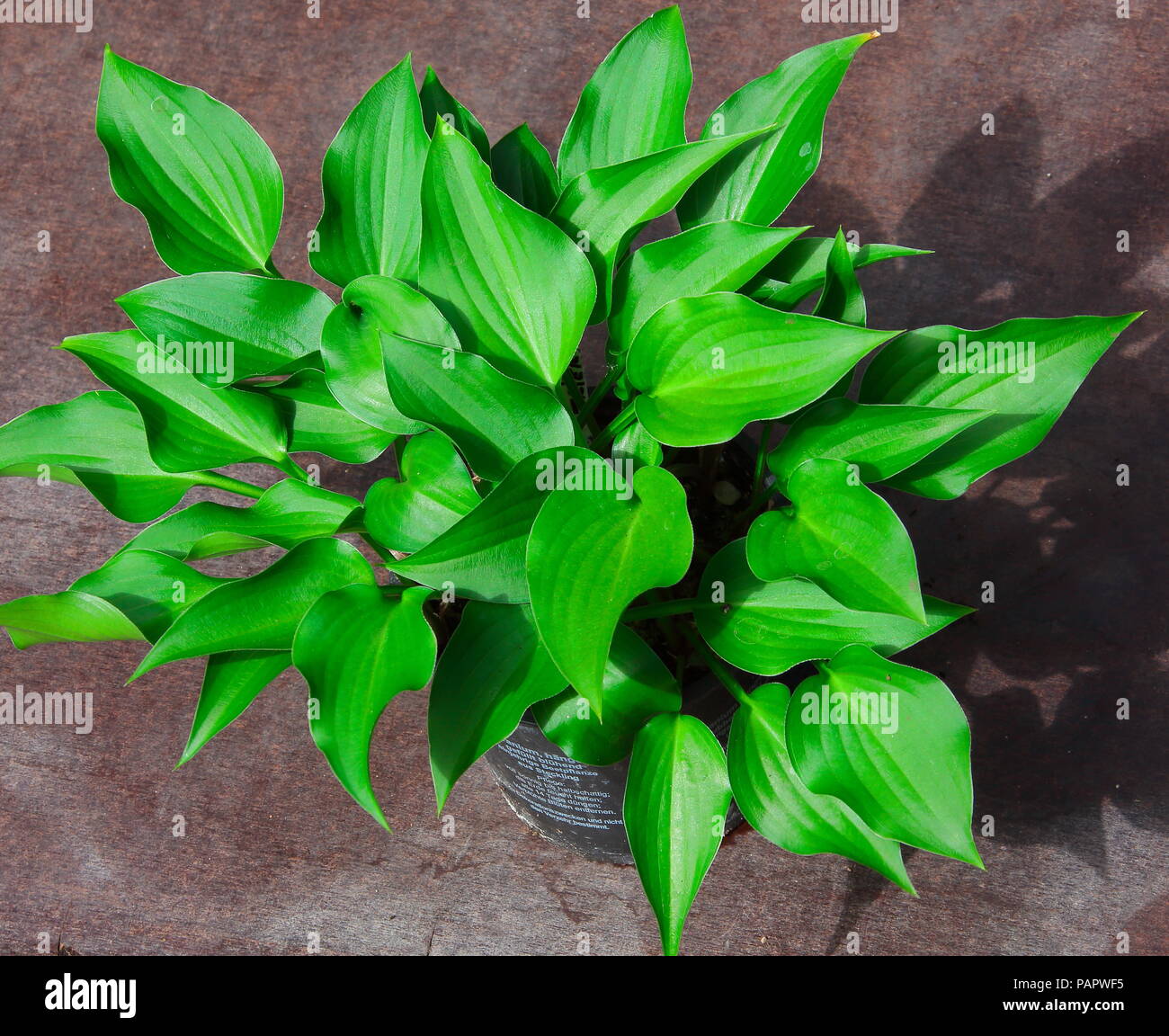 The Hosta showing its beautiful display of leaves ranging from dark ...