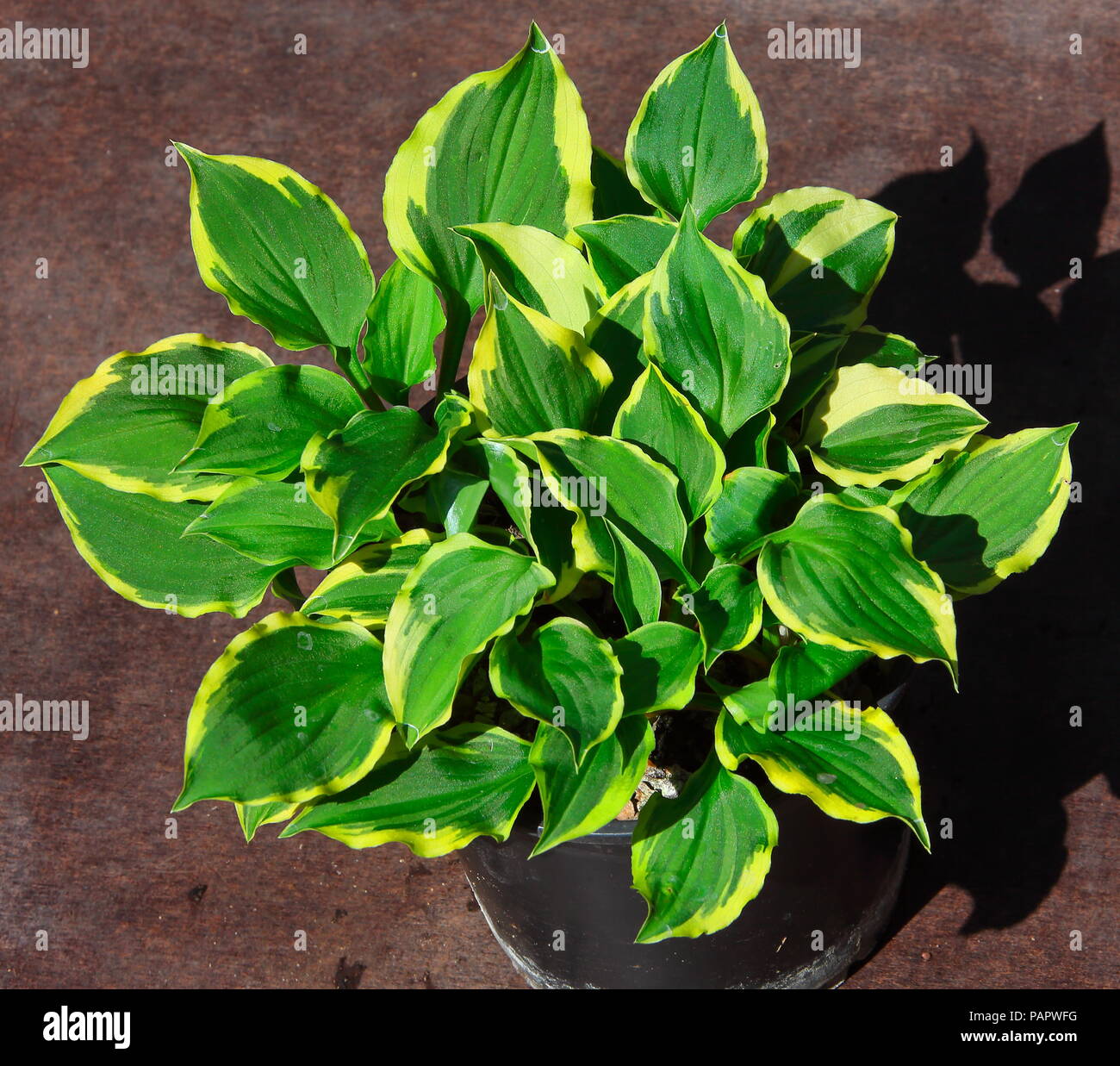 The Hosta showing its beautiful display of leaves in yellow and green ...