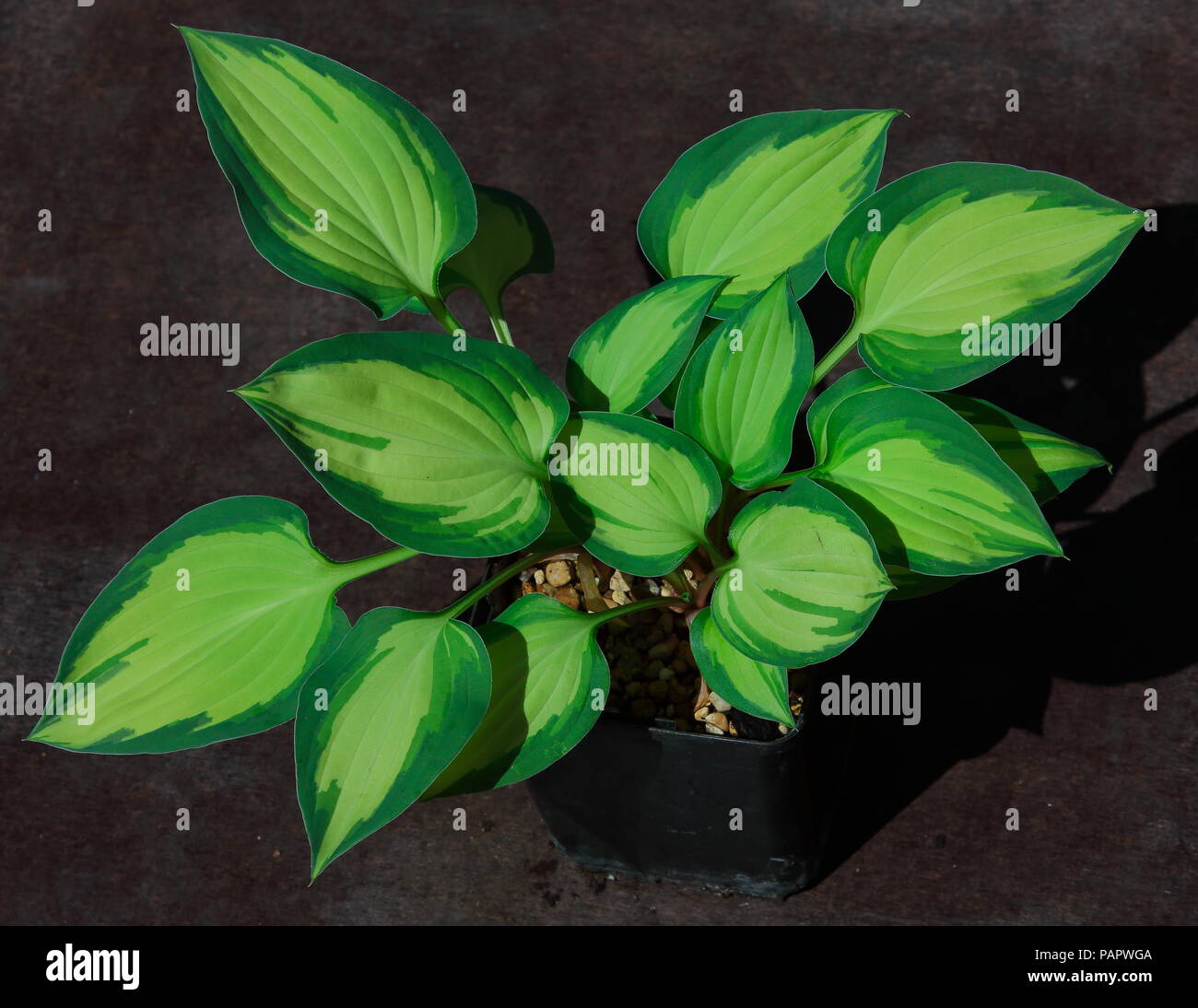 The Hosta showing its beautiful display of leaves forms part of the ...