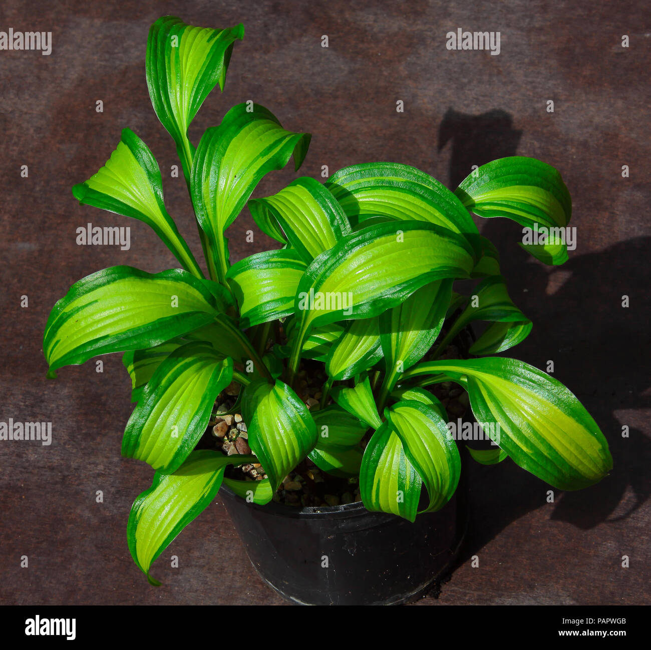The Hosta showing its beautiful leaves with a green base and a yellow ...