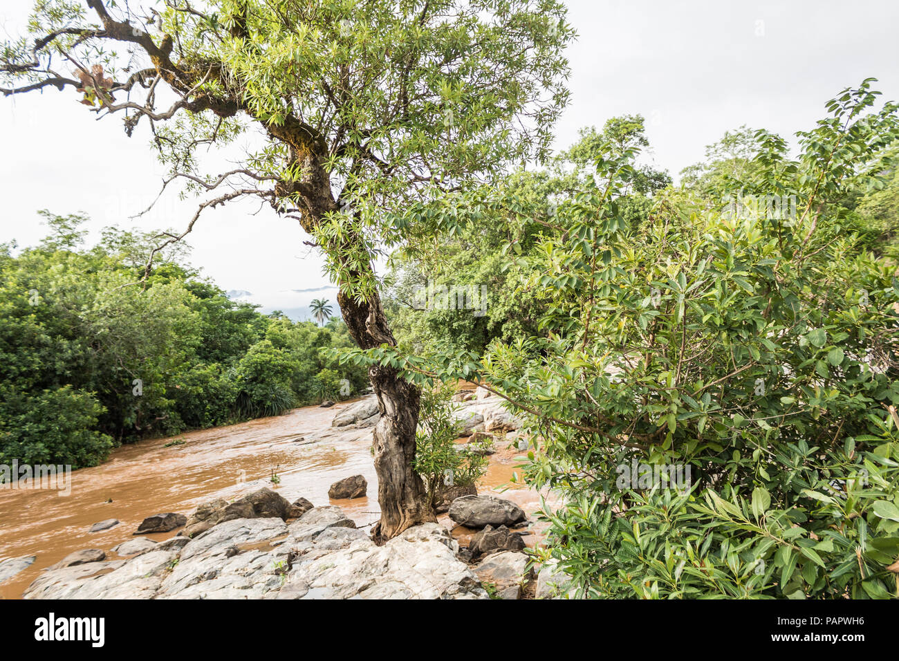 Nigeria forest hi-res stock photography and images - Alamy