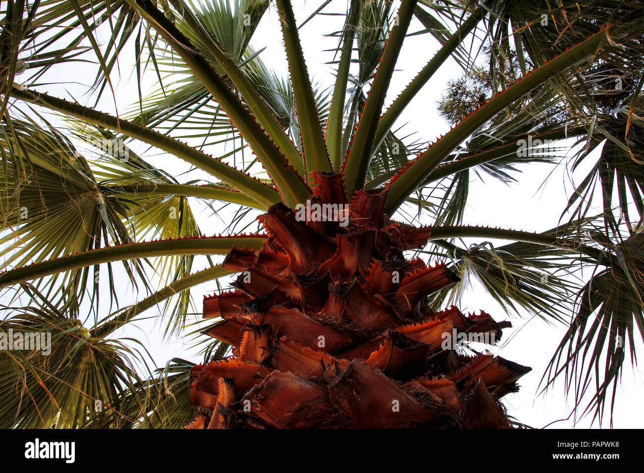 Beautiful palm tree, perfect wallpaper Stock Photo - Alamy