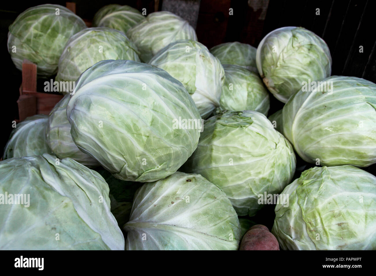 Organic fresh cabbage on city green market Stock Photo - Alamy