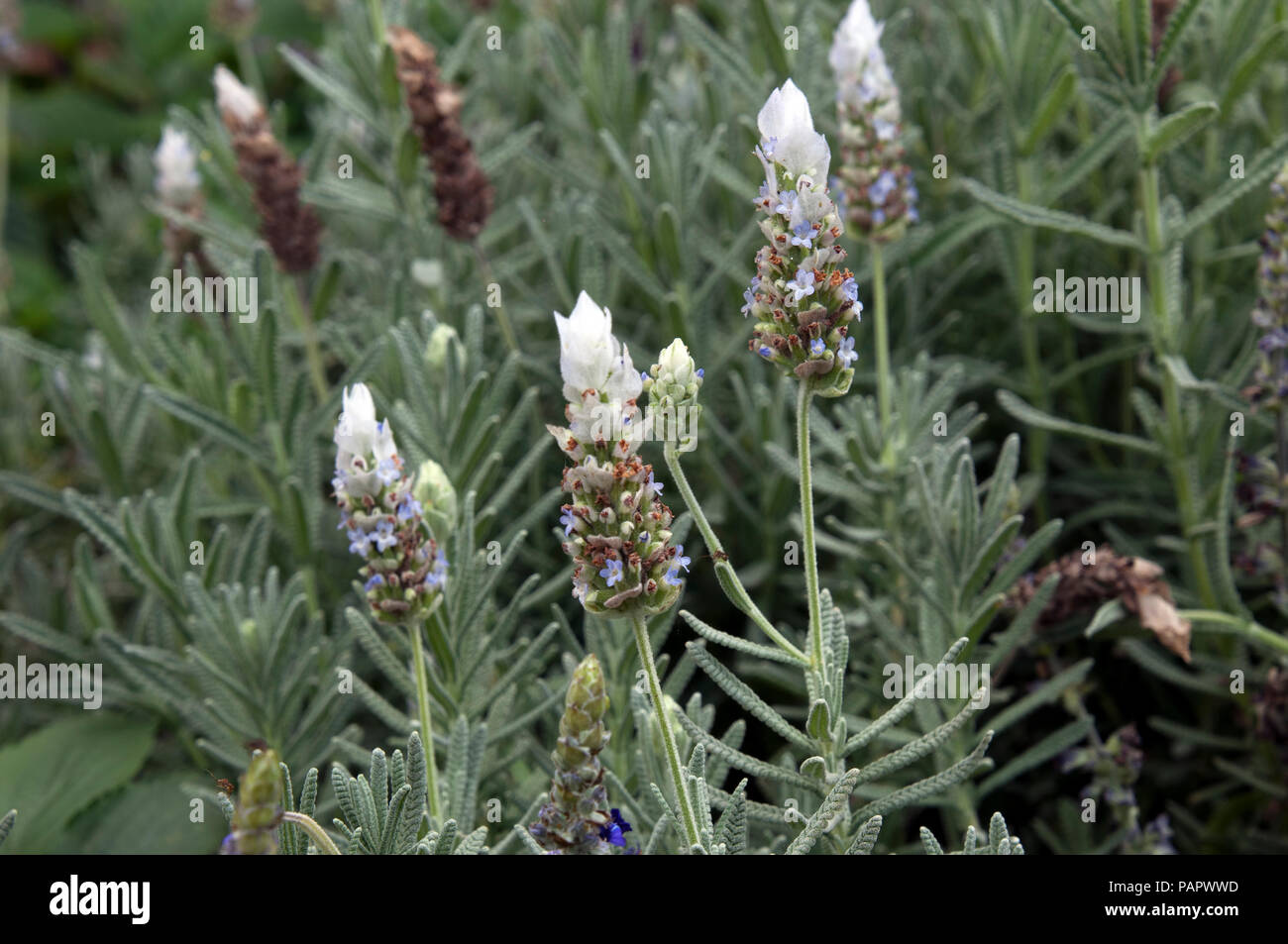 Sydney Australia, French Lavender plant with flowers Stock Photo - Alamy