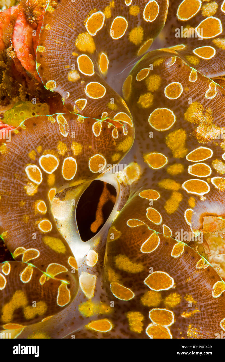 Giant tridacna clam, Tridacna gigas, mantle detail. Yap, Micronesia ...