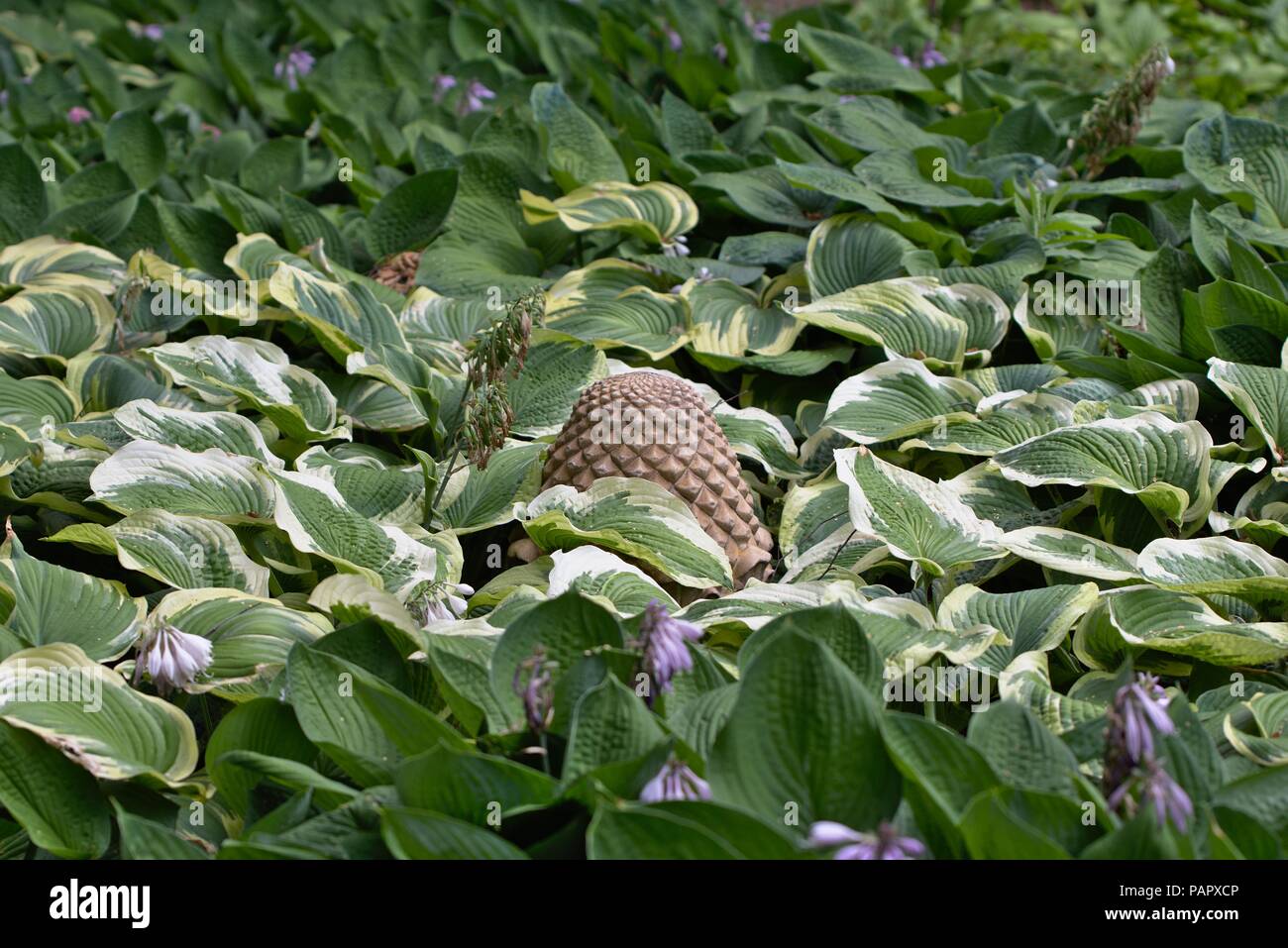 Hidden nut hi-res stock photography and images - Alamy