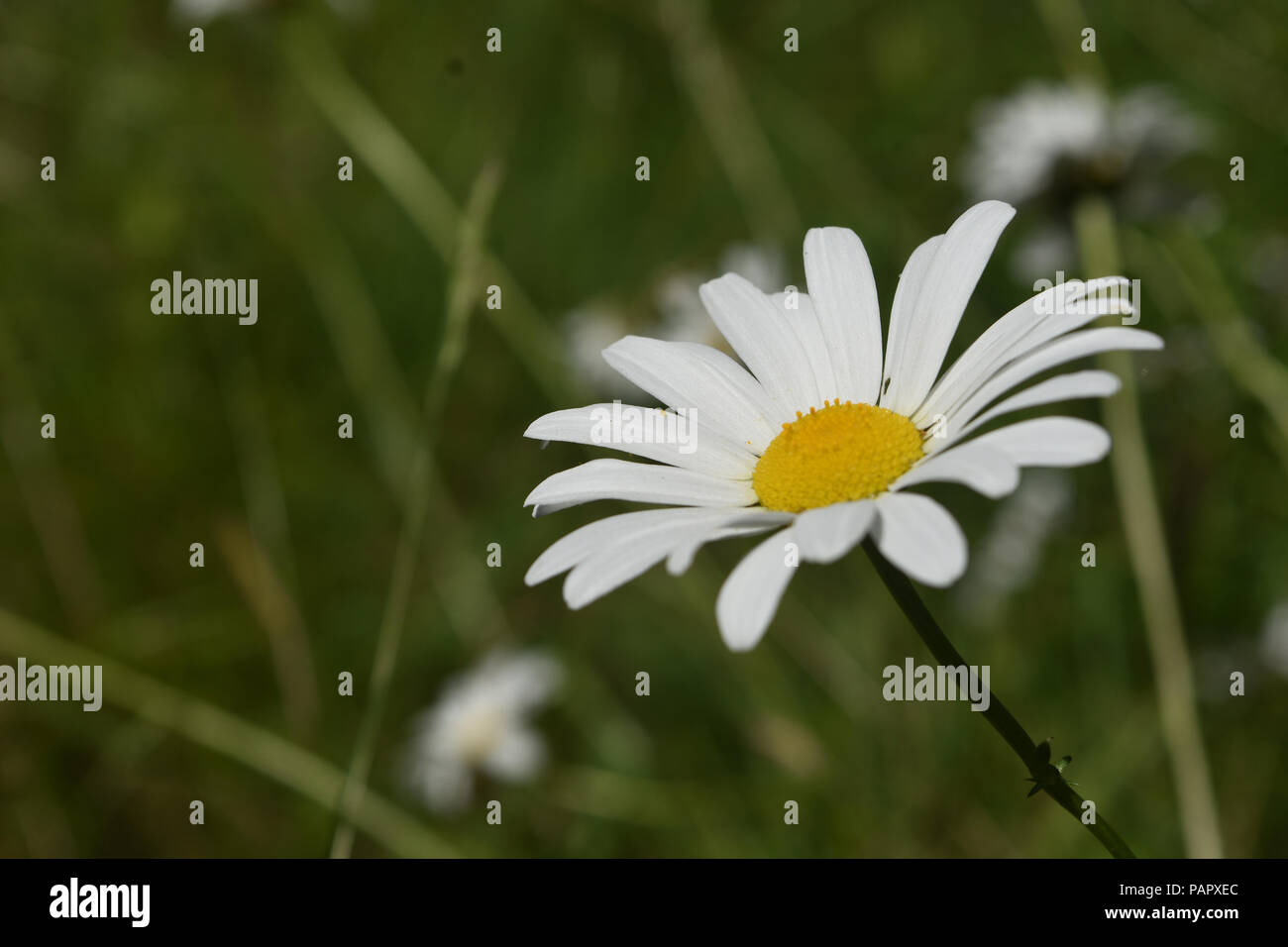 Side view of a pretty blooming white daisy Stock Photo - Alamy
