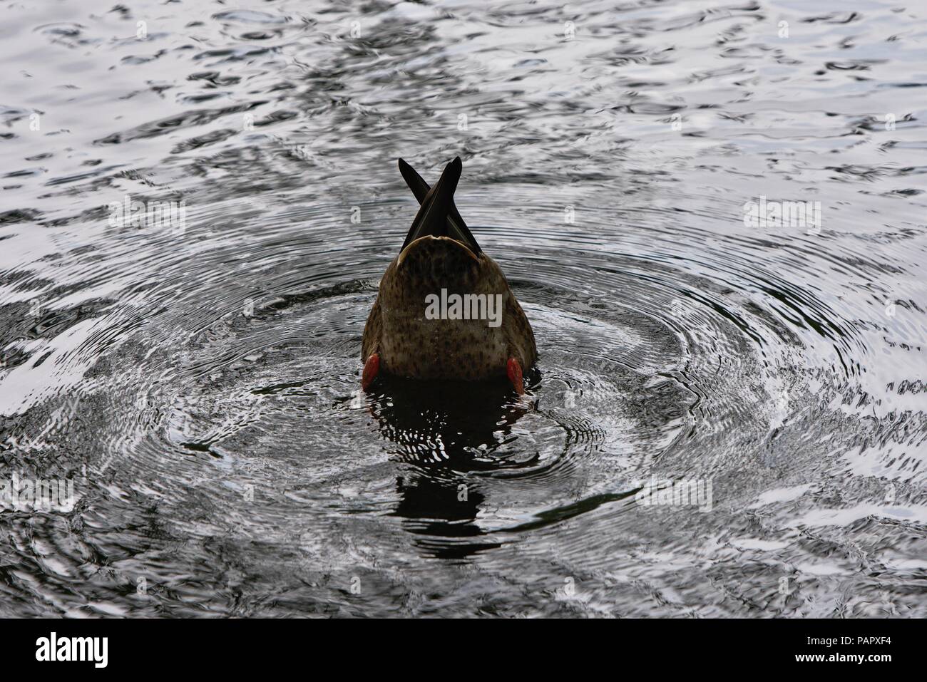 Duck diving in a pond to reach bottom Stock Photo - Alamy