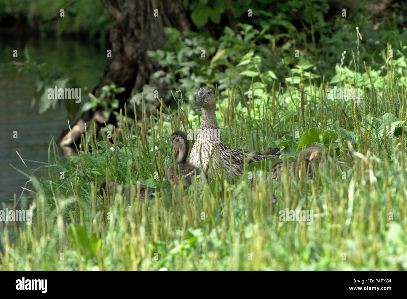 Grass water plantain hi-res stock photography and images - Alamy