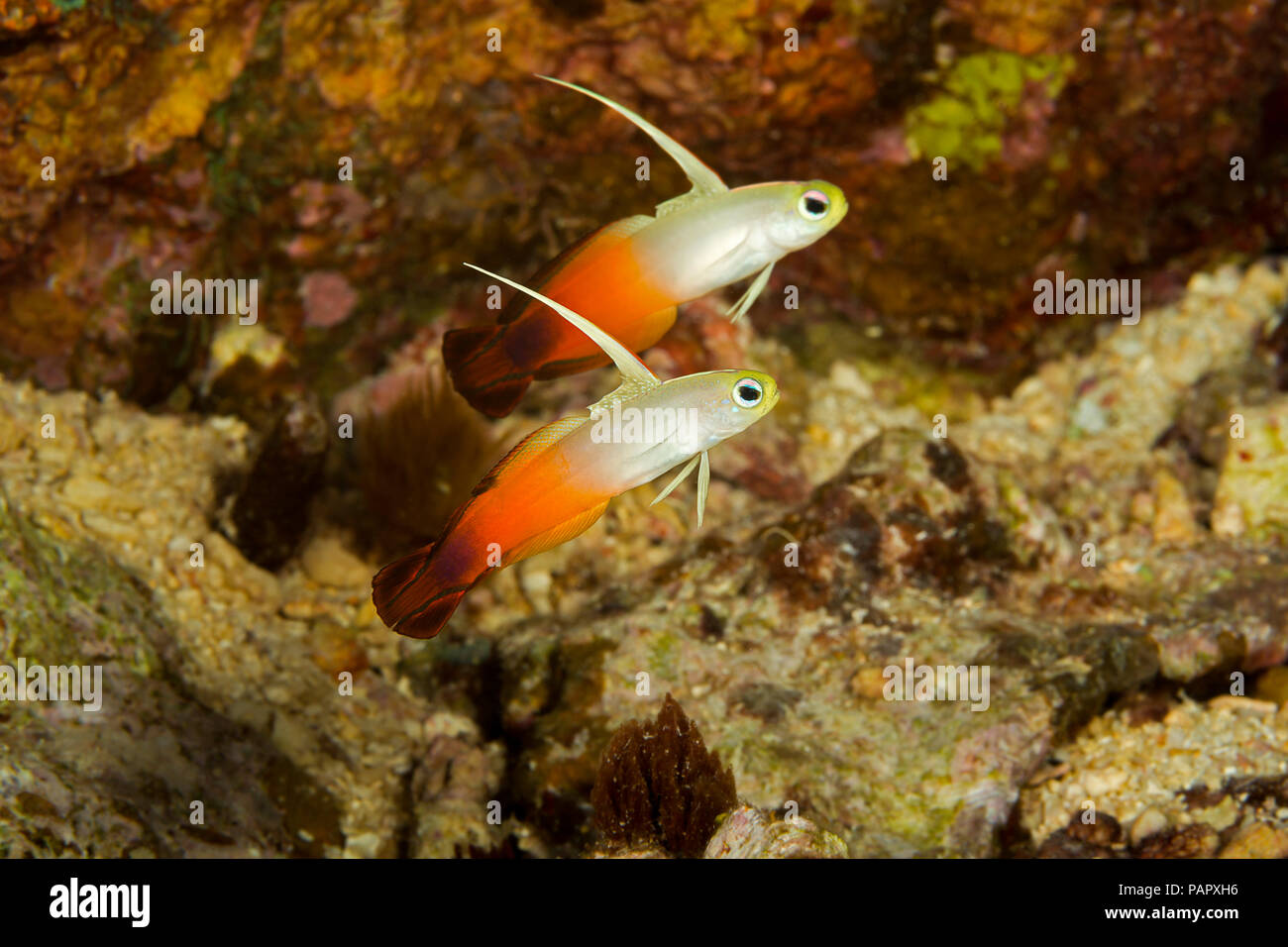 Fire dartfish, Nemateleotris magnifica, are a common sight on the ...
