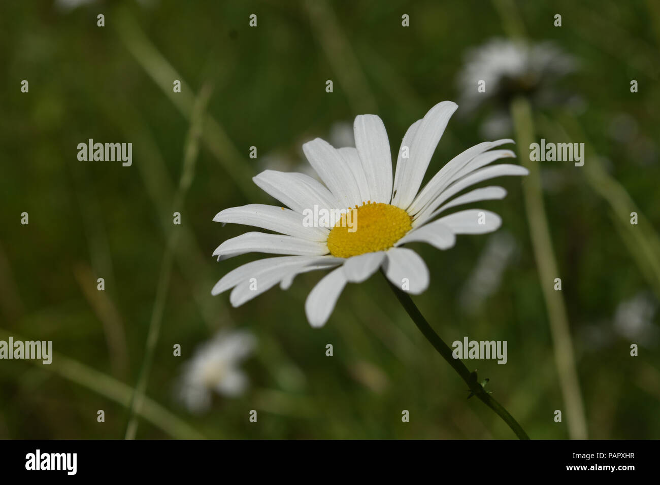Pretty profile of a blooming lawn daisy flower Stock Photo - Alamy