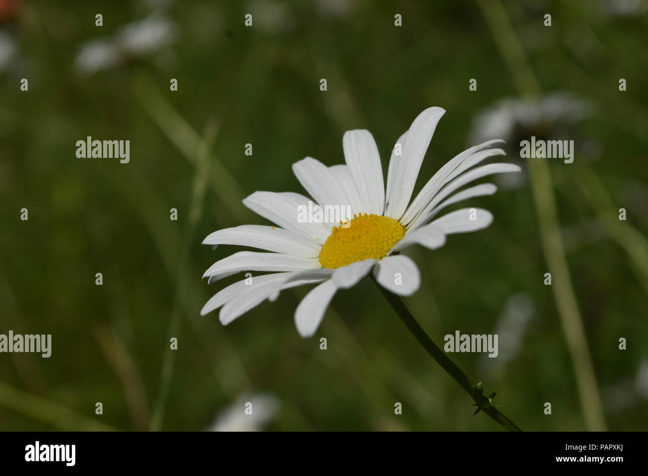 Flowering bruisewort flower blossom in a garden Stock Photo - Alamy