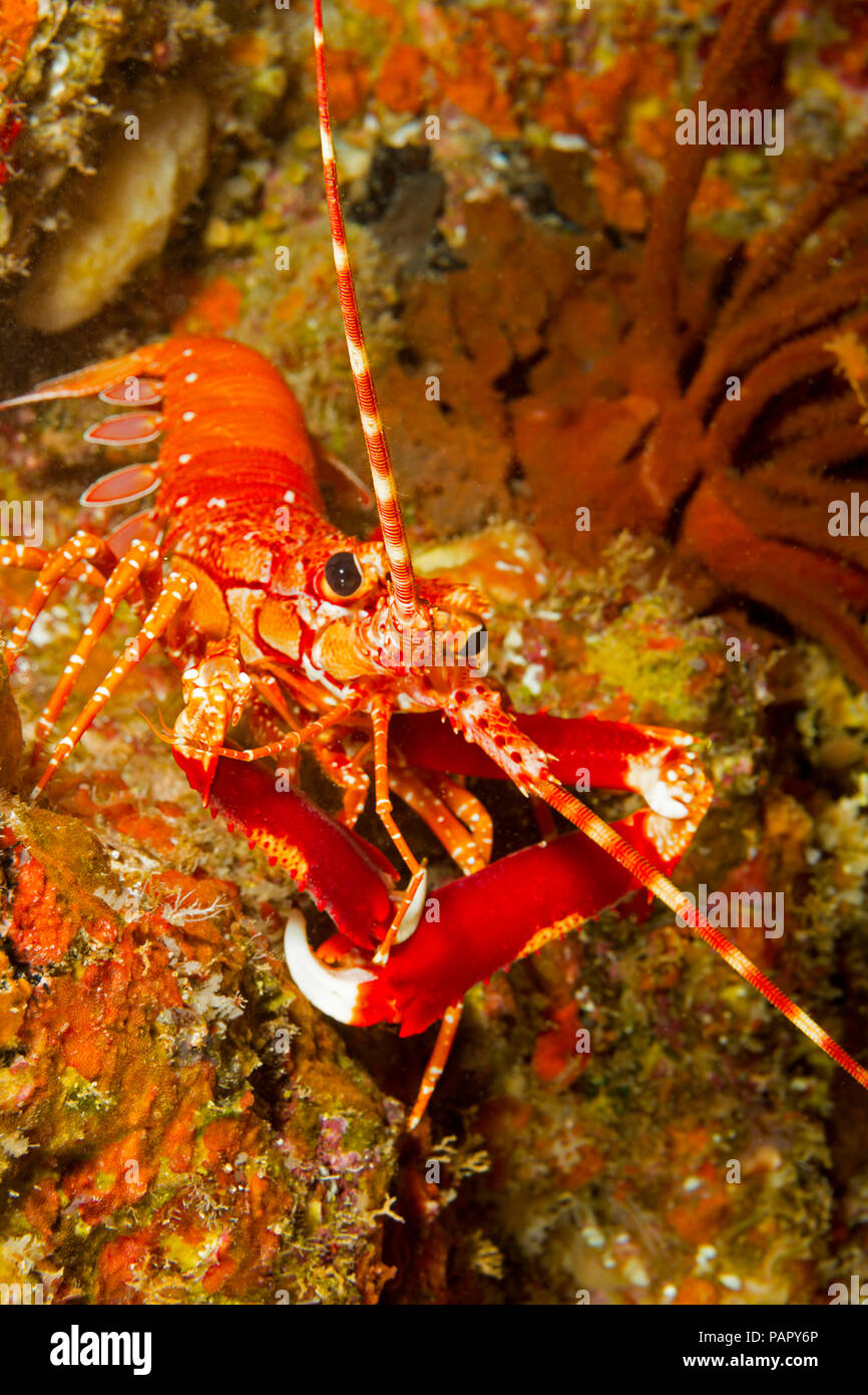 The long-handed spiny lobster, Justitia longimanus, is usually only ...