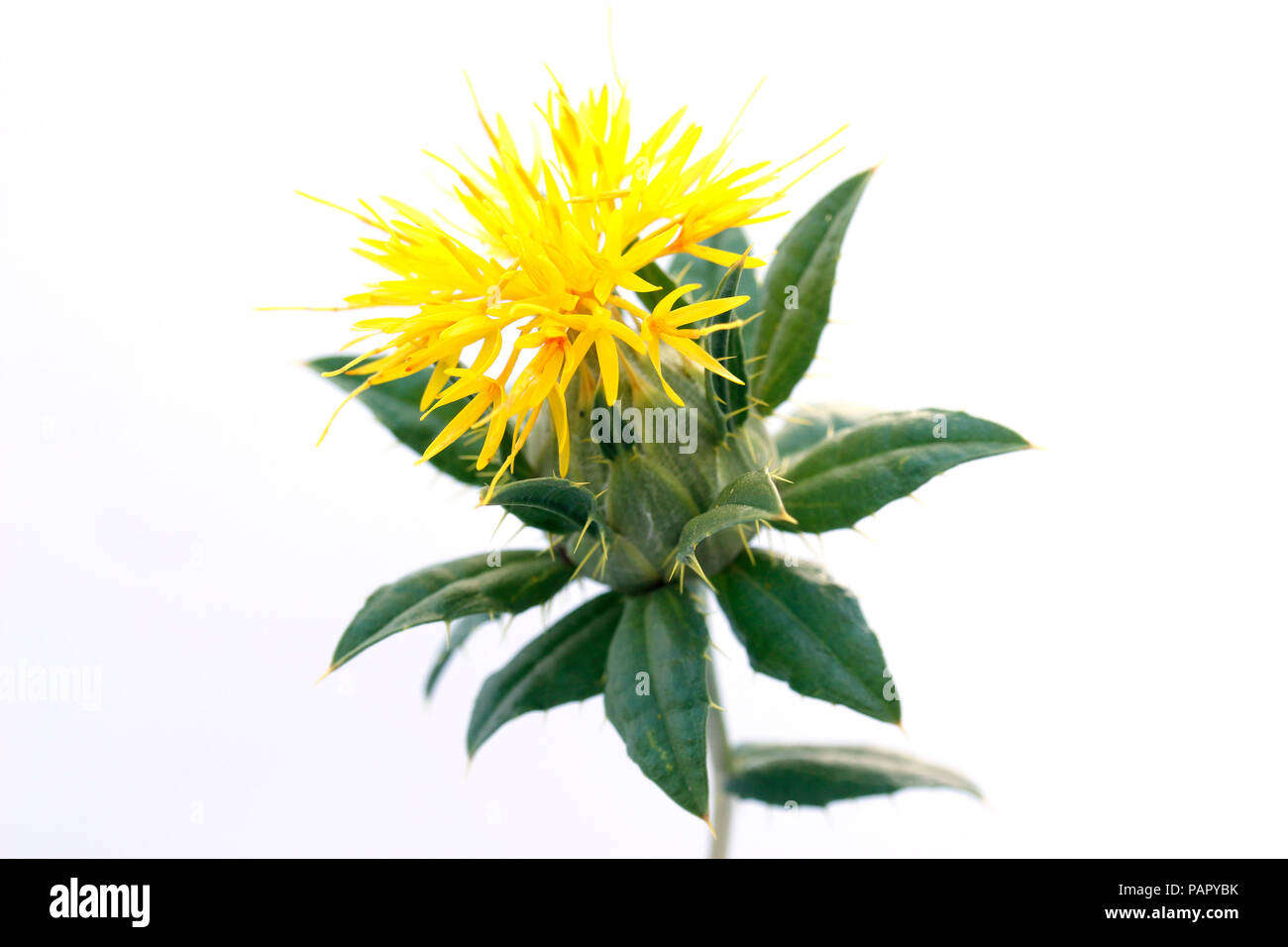 Safflower. Carthamus tinctorius Stock Photo - Alamy