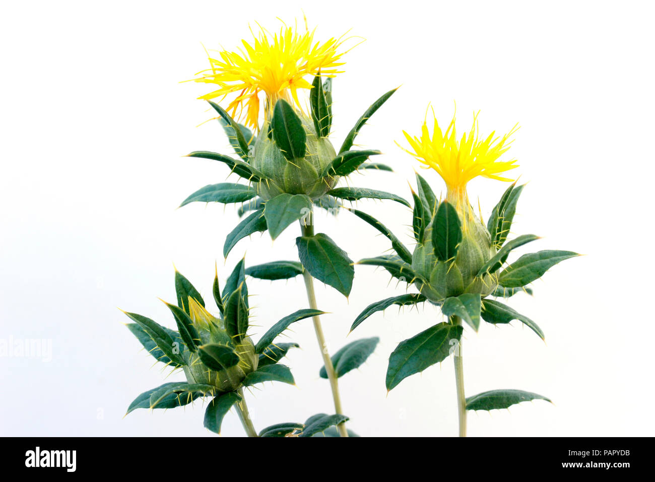 Safflower. Carthamus tinctorius Stock Photo - Alamy