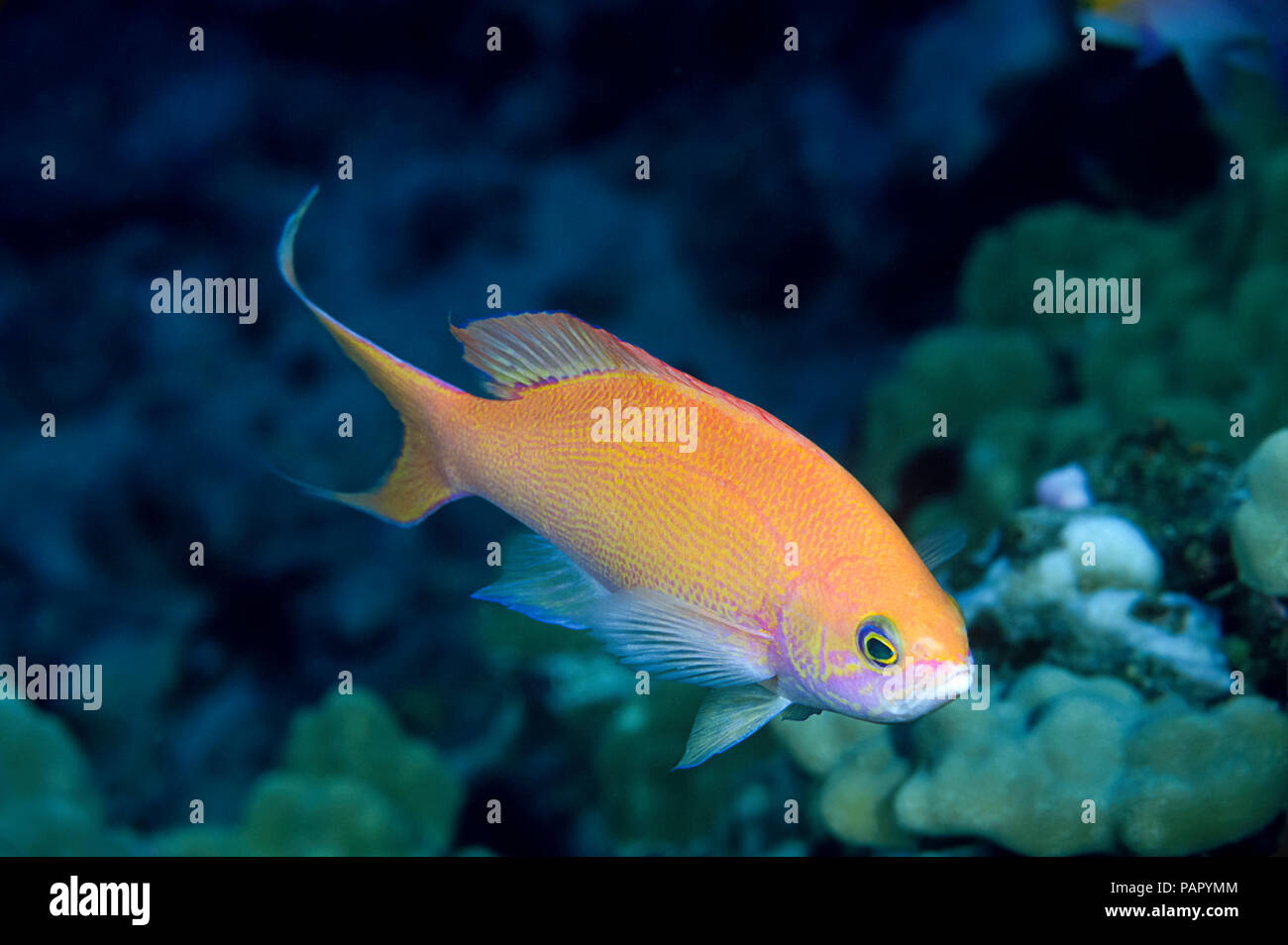 A male Thompson’s anthias, Pseudanthias thompsoni, Hawaii. (endemic ...
