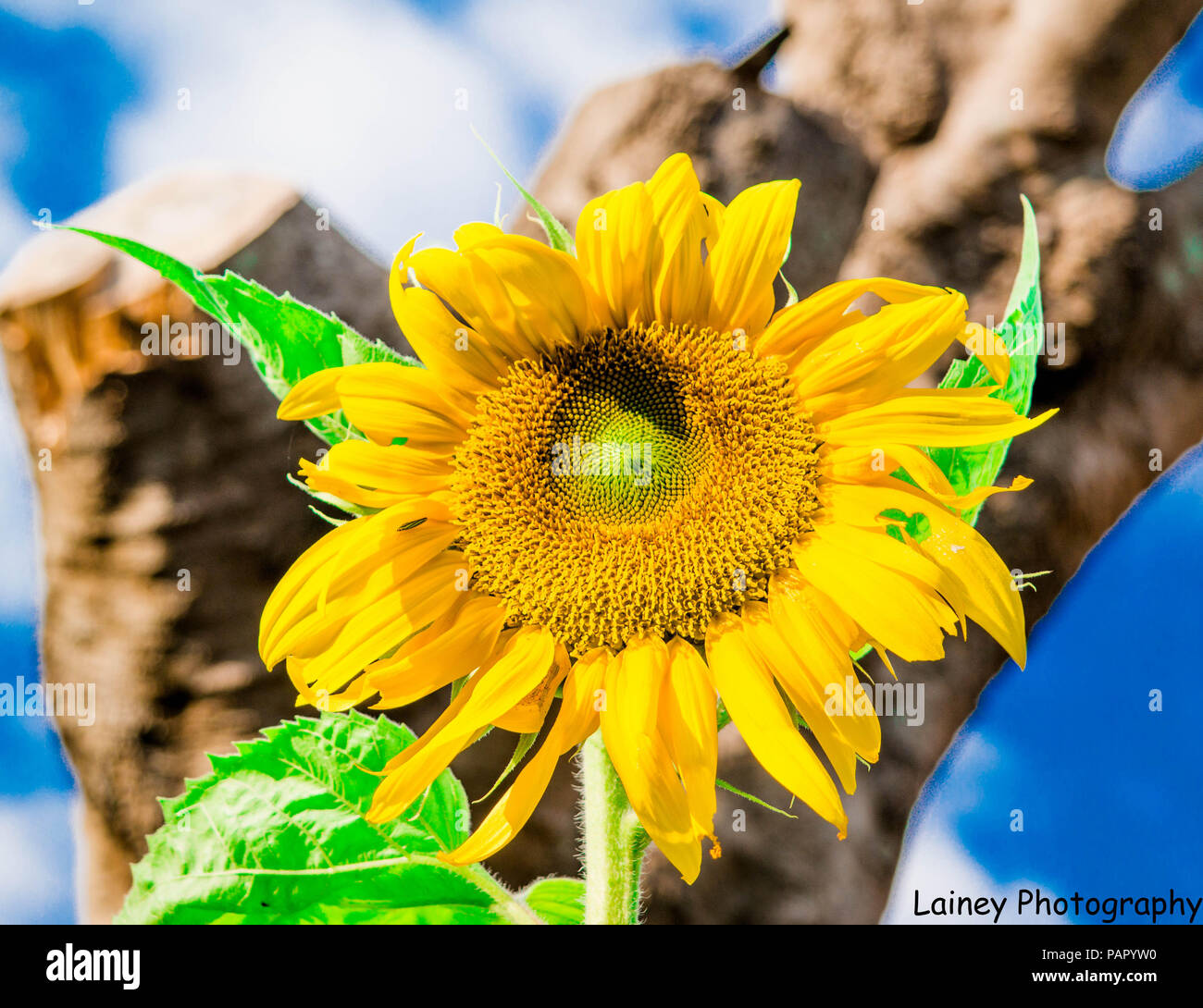 Tallest sunflower hi-res stock photography and images - Alamy