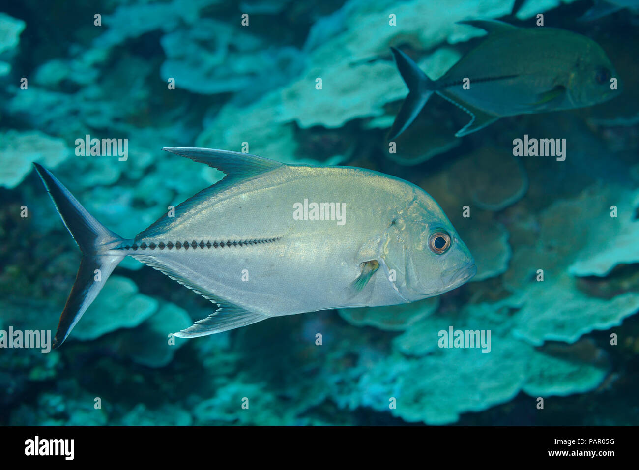 Hunters reef hi-res stock photography and images - Alamy