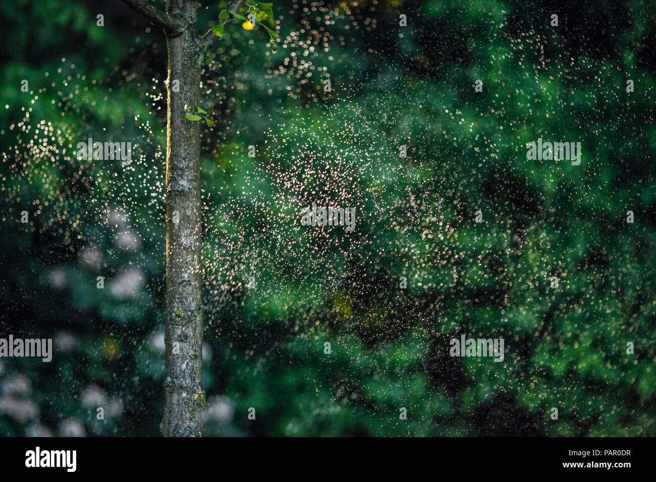 Water drops of lawn sprinkler, tree trunk Stock Photo - Alamy