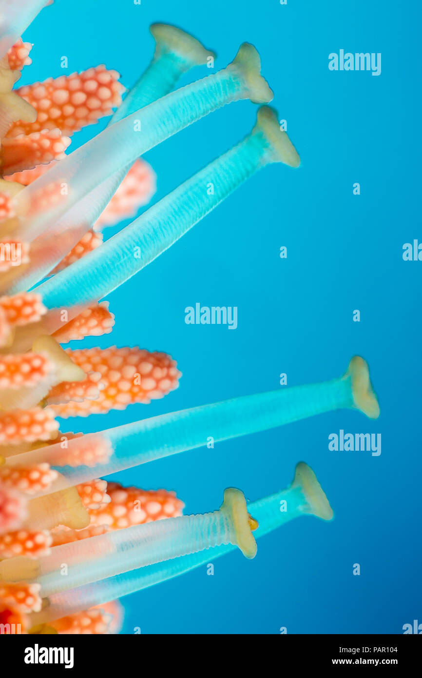Tube feet starfish hi-res stock photography and images - Alamy