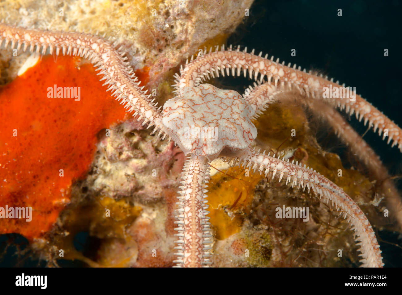 The long-arm brittle star, Ophionereis porrecta, is found from the ...