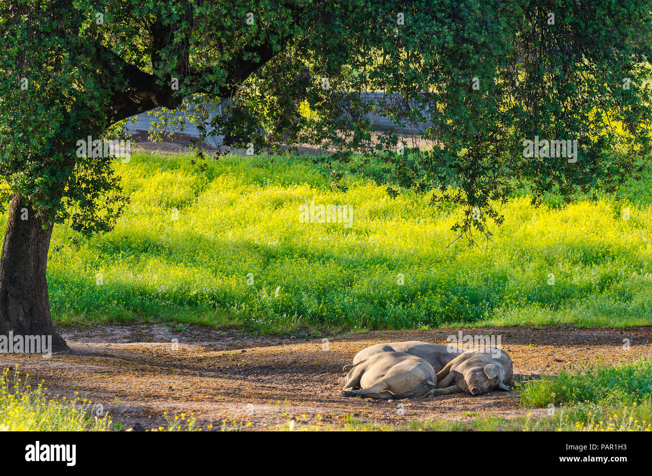 Resting pig hi-res stock photography and images - Alamy