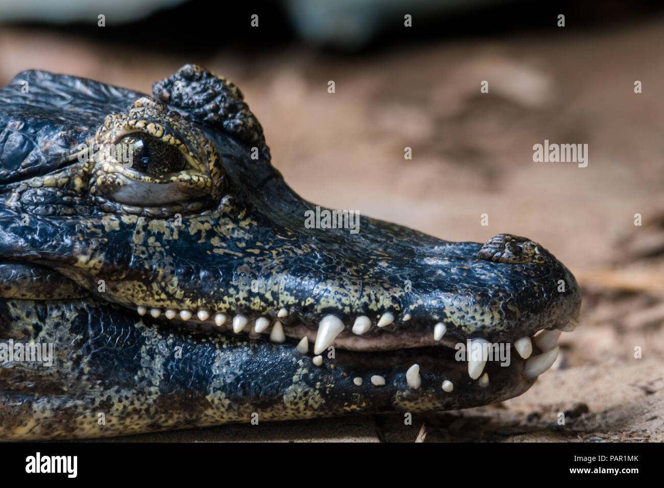 The powerful jaws of a Yacare Caiman showing off his strong teeth ...