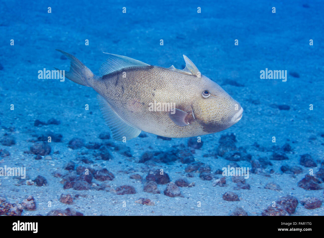 A blue triggerfish hi-res stock photography and images - Alamy