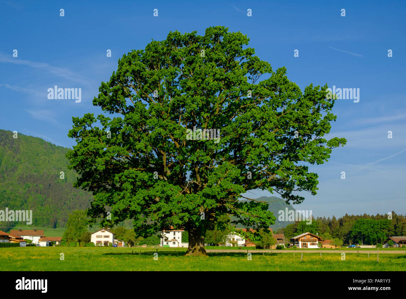 Plant oak oak tree and clouds hi-res stock photography and images - Alamy