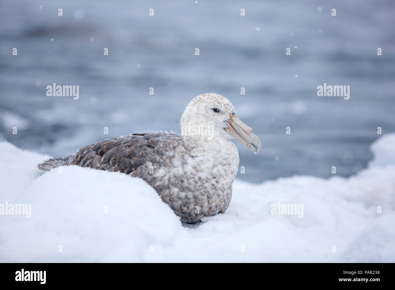 Stercorariidae stercorarius hi-res stock photography and images - Alamy