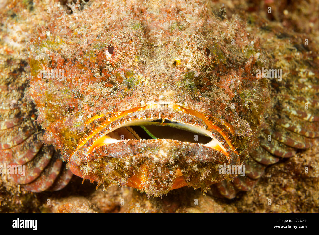 The devil scorpionfish, Scorpaenopsis diabolus, is an ambush predator ...