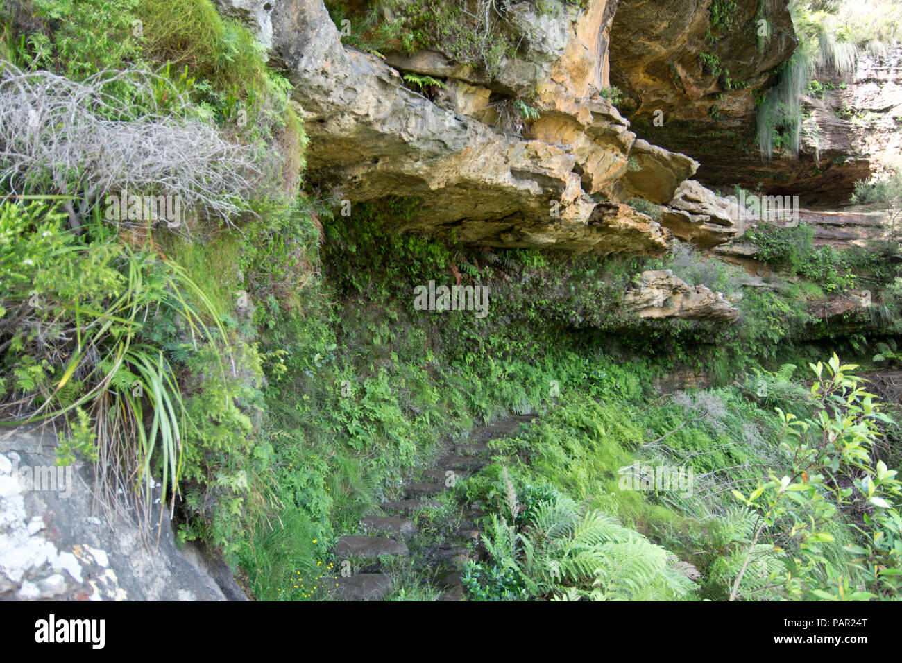 Bushwalking in Blue Mountains. Summer in Australia Stock Photo - Alamy