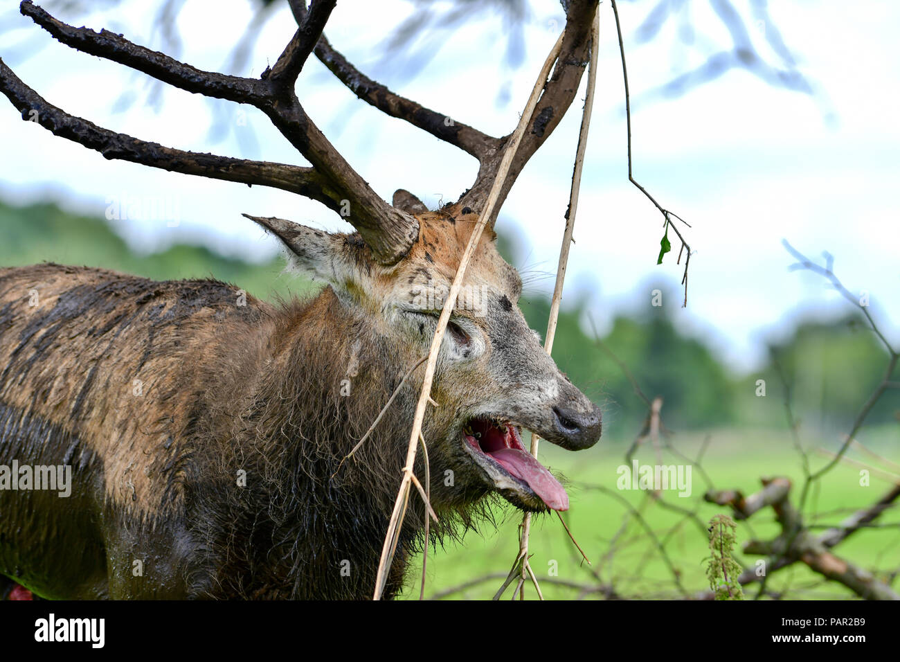 Father David Deer High Resolution Stock Photography and Images - Alamy