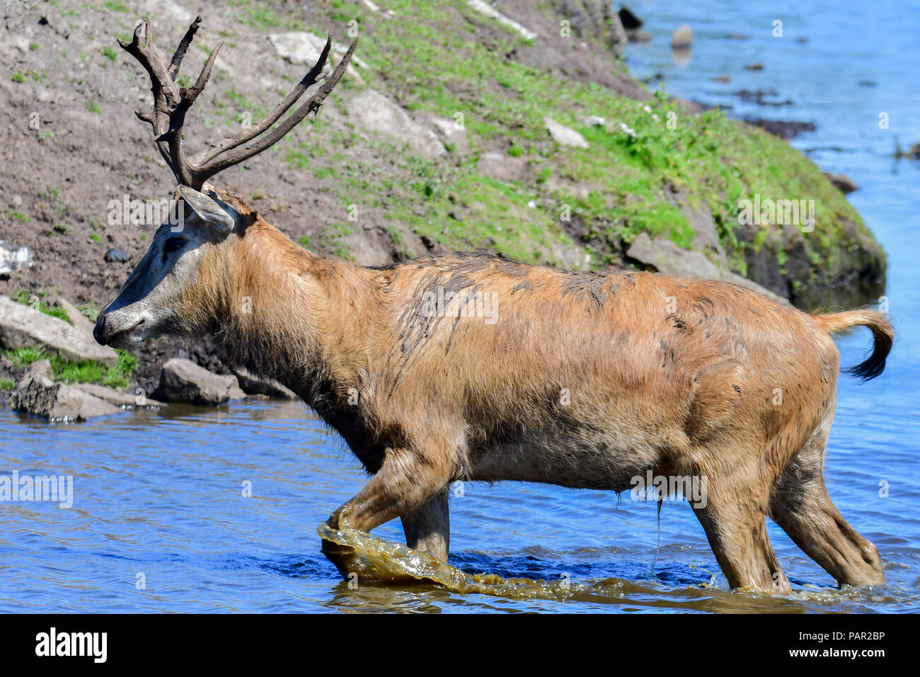 Father David Deer High Resolution Stock Photography and Images - Alamy