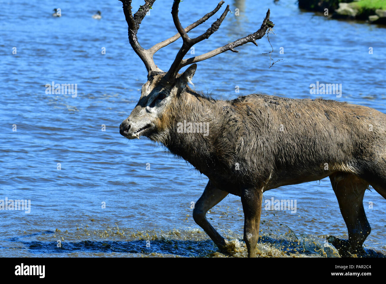 Père David’s deer wading through blue water Stock Photo - Alamy