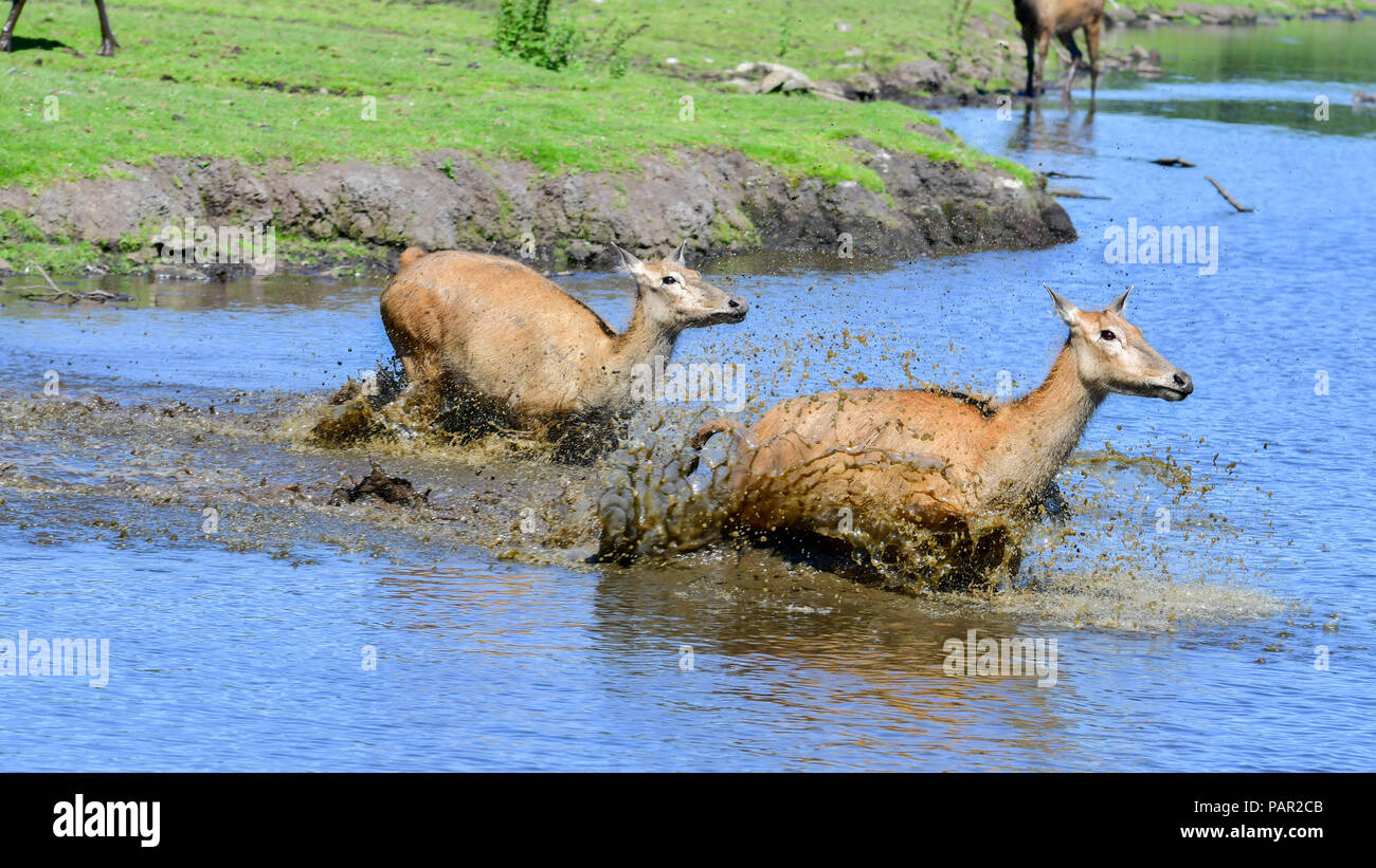 Two female Père David’s deer running through water Stock Photo - Alamy