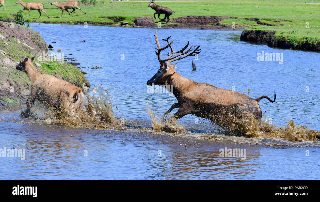 Male Père David’s deer chasing a female through blue water Stock Photo ...